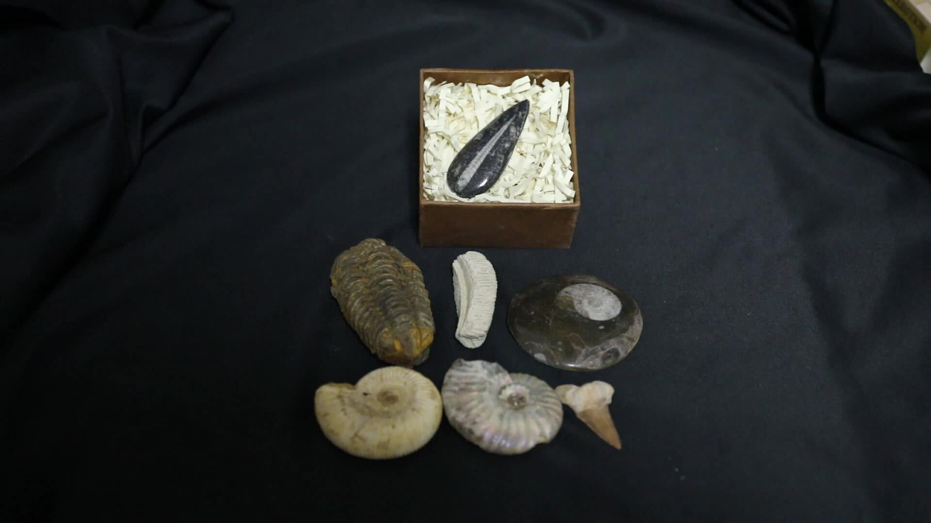 Trilobite Ammonites Orthoceras Goniatite Fish Bone Fossils Collection ...