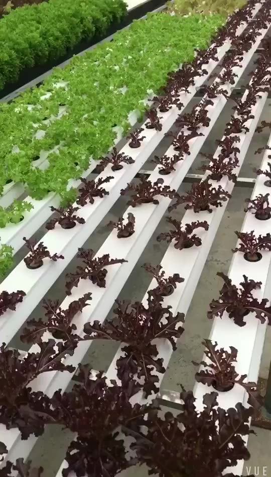 Vertical Farming Pp White Black Throughs Grow Gutter System Greenhouse ...