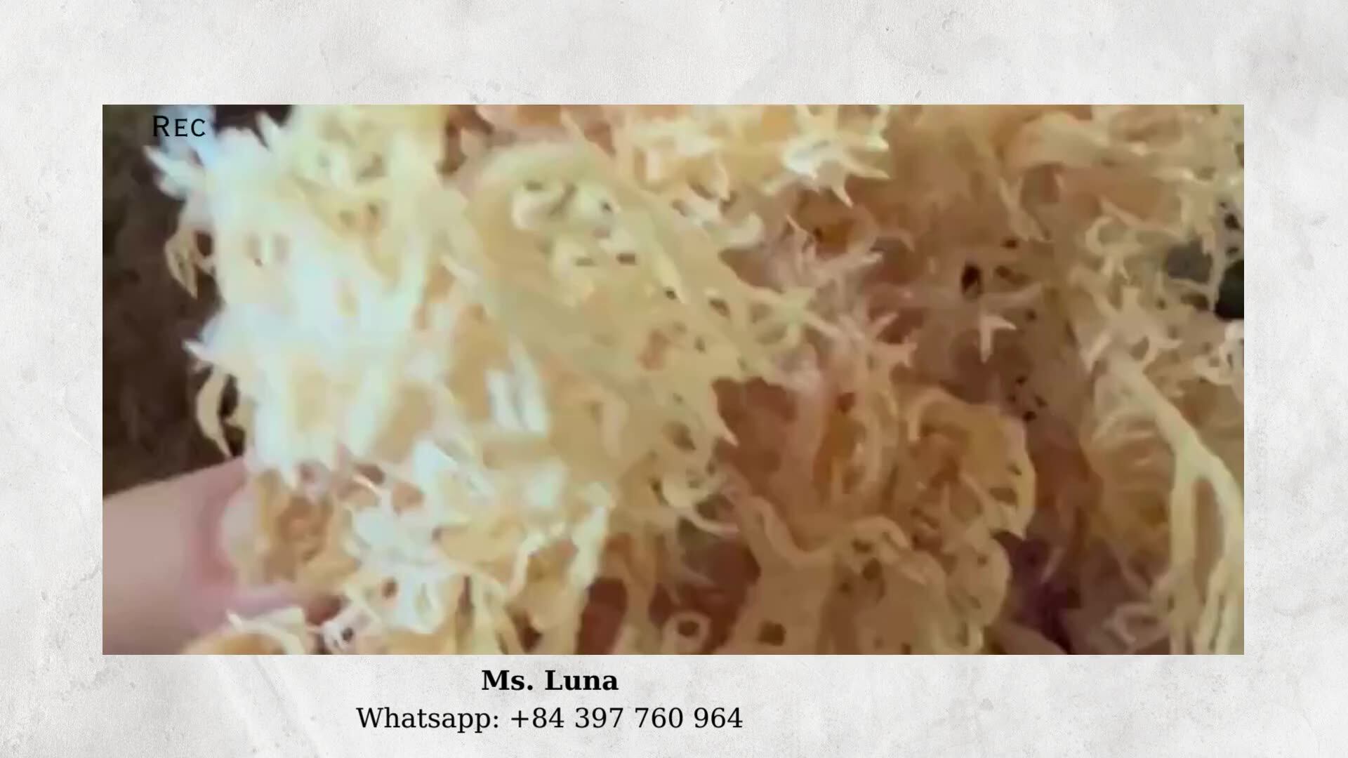 High Quality Gracilaria Seaweed Gracilaria Chilensis Producing Agar ...