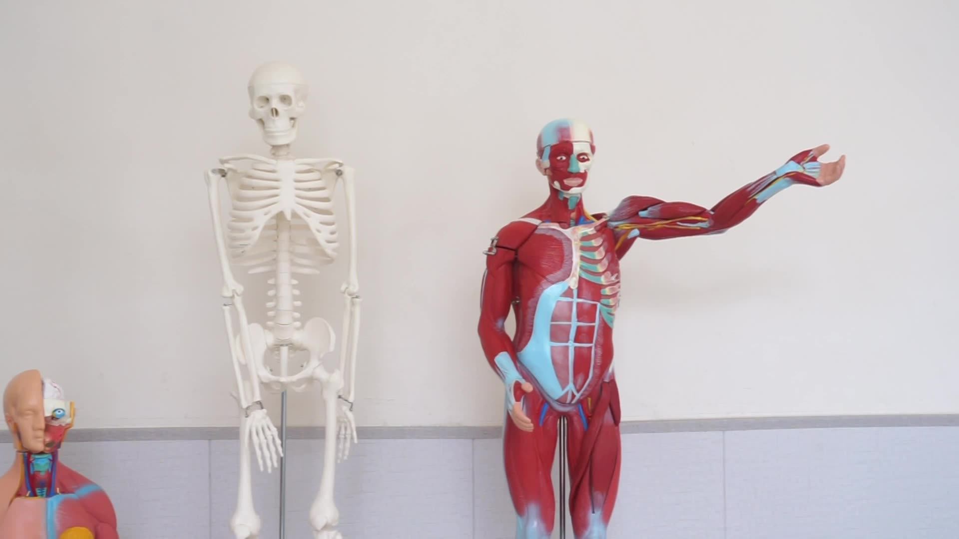 Human Ear Model Anatomy - Anatomical 3d Ear Model 1.5 Times Enlarged ...