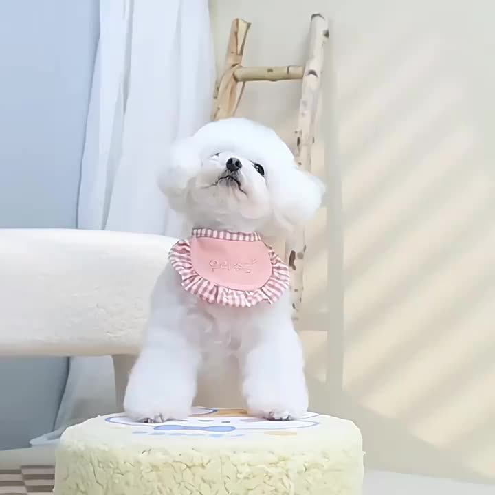 Cute Dog Cat Bibs Plaid Chihuahua Pet Scarf Small Dogs Cats Collar ...