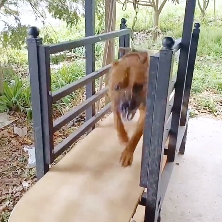 Logo Customize Dog Slat Mill Hot Slat Mill For Dogs Slatmill Dogs ...