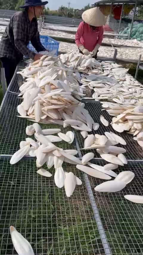 High Quality Dry Cuttlefish Bone Cuttlebone Os De Seiche Cuttle Fish ...