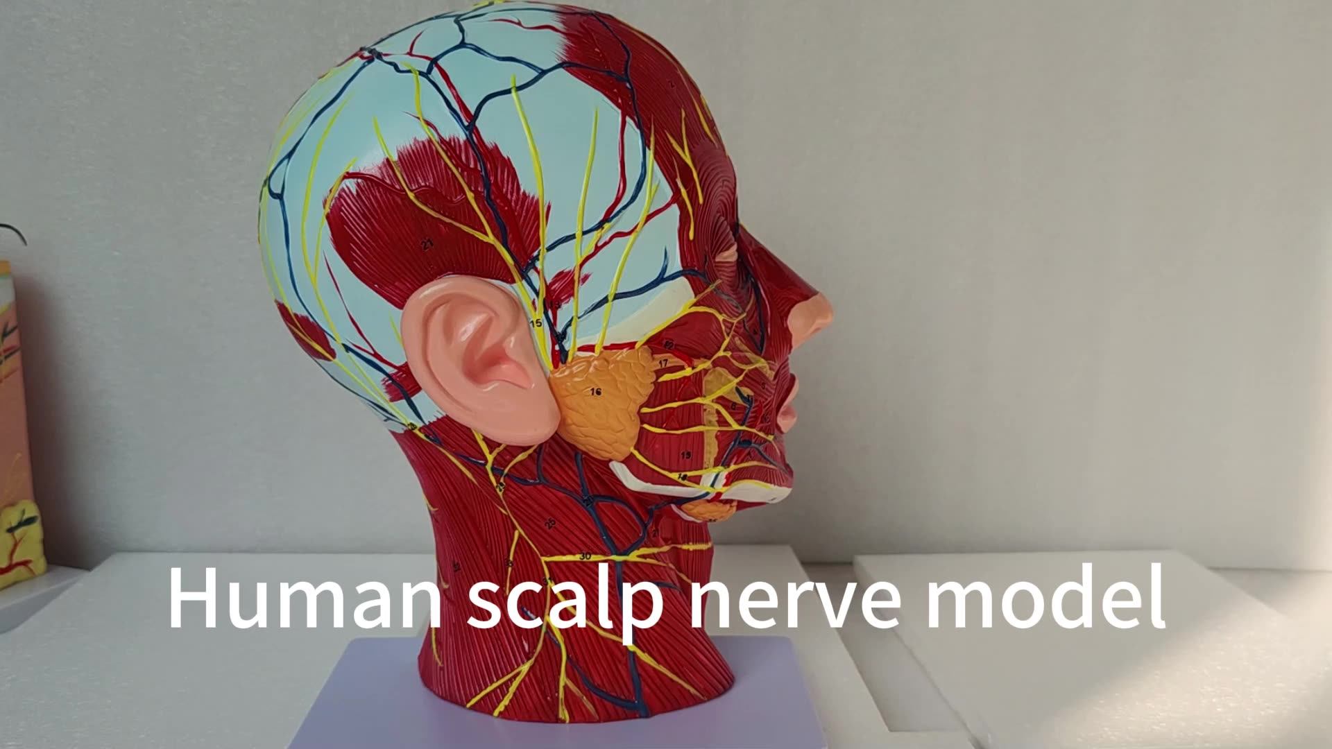 Human Half-head Superficial Nerve Vessel Model And Muscle Tissue ...