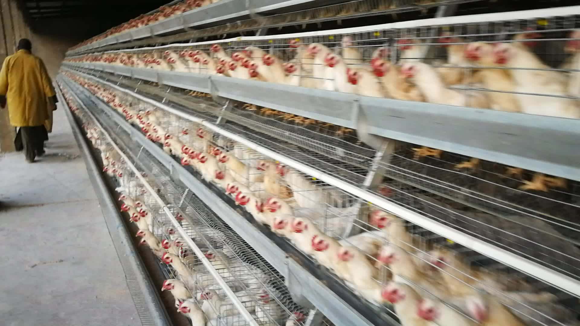 Automatic Poultry Farming System For Chickens Layer Cages - Buy Poultry ...