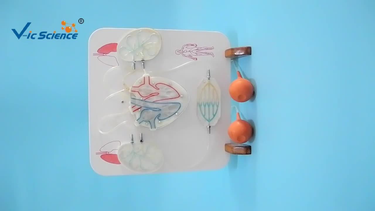 Medical Science Nursing Manikin Human Anatomy Blood Circulation ...