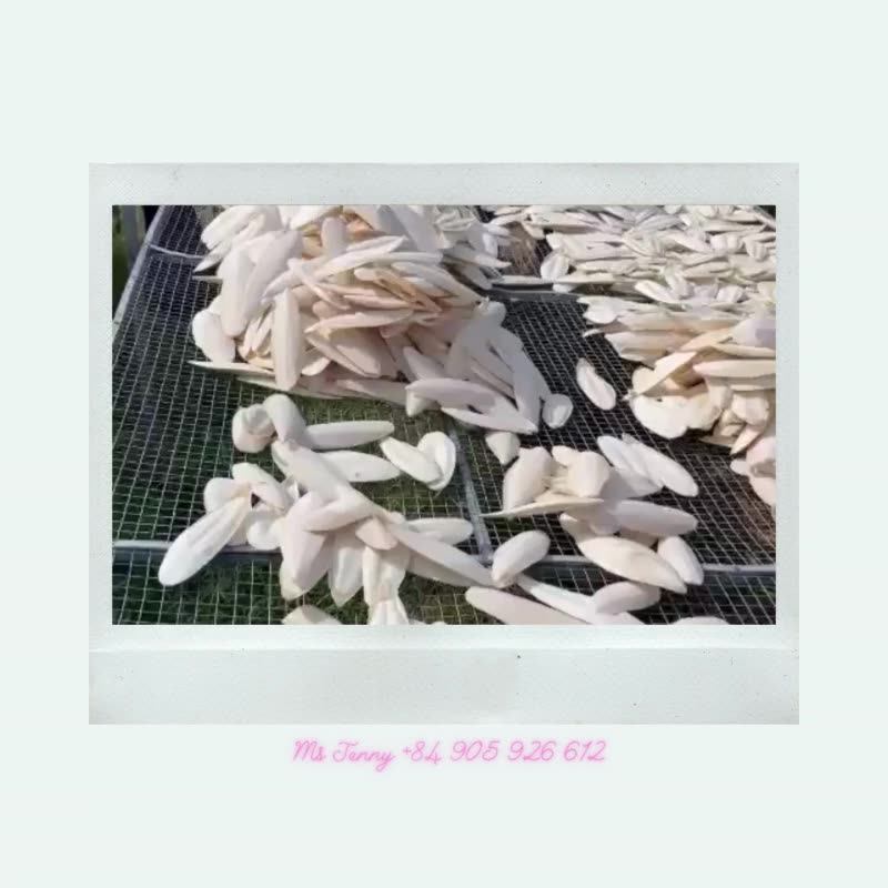Cuttlebone Cuttlefish Sepia Bone Cuttle Fish Bird Food Calcium ...
