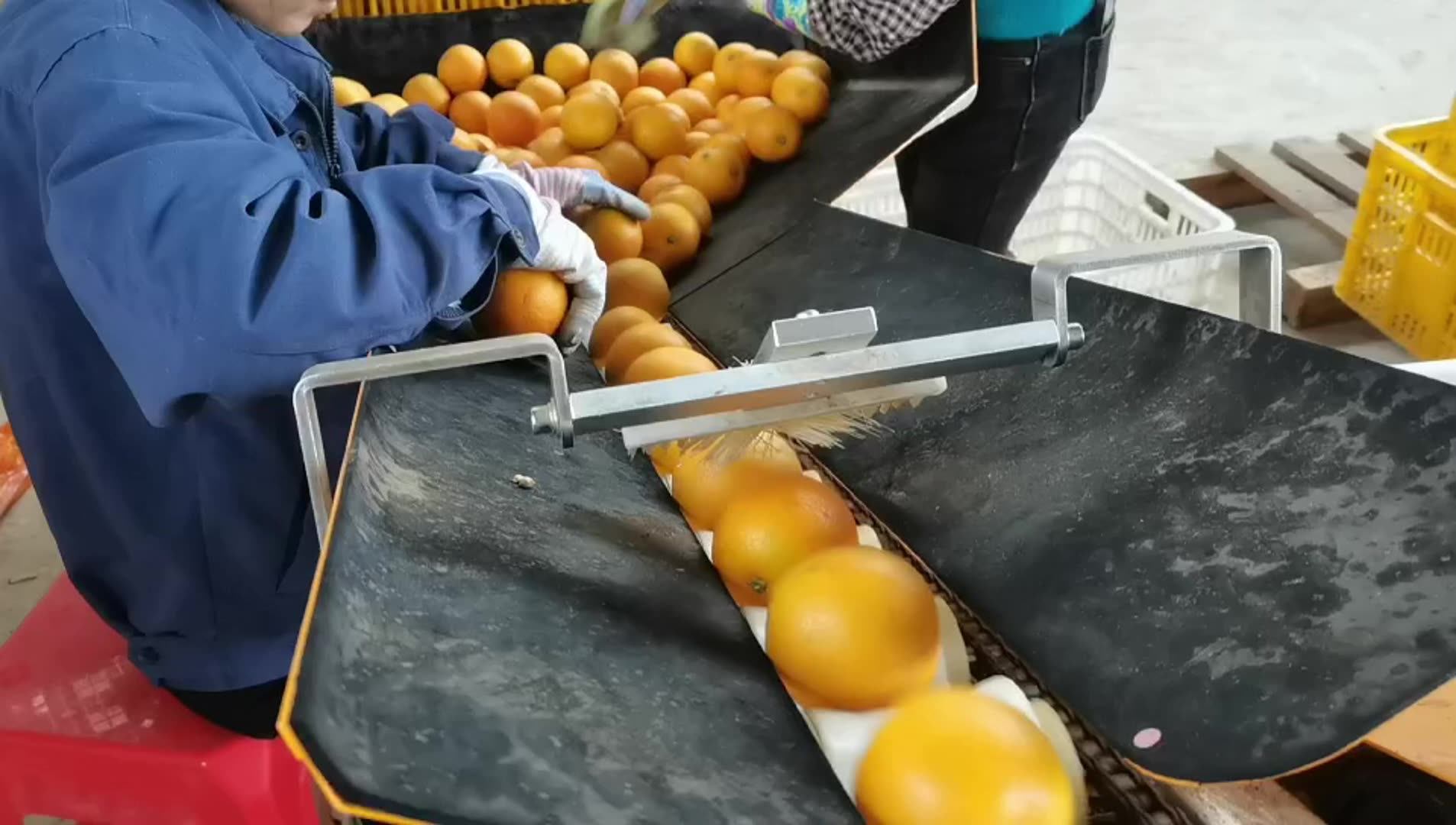 Intelligent Horizontal Fruit Packing Machine For Tomato - Buy Tomato ...