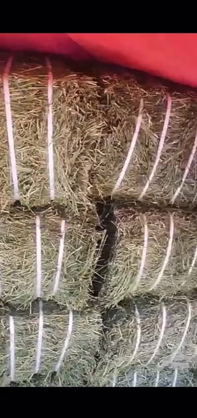Best Super Alfalfa Hay Timothy Hay Lush Green Moisture Controlled ...