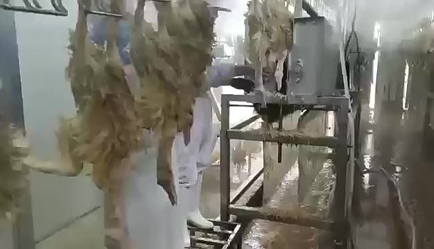 Automatic Big Small Poultry Killing Chicken Duck Goose Plucking ...