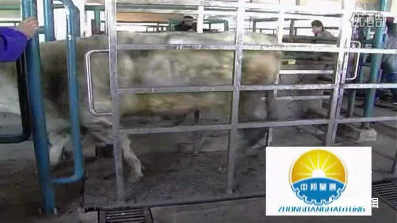 Cattle Slaughtering Bleeding Conveyor Line Slaghter Line - Buy ...