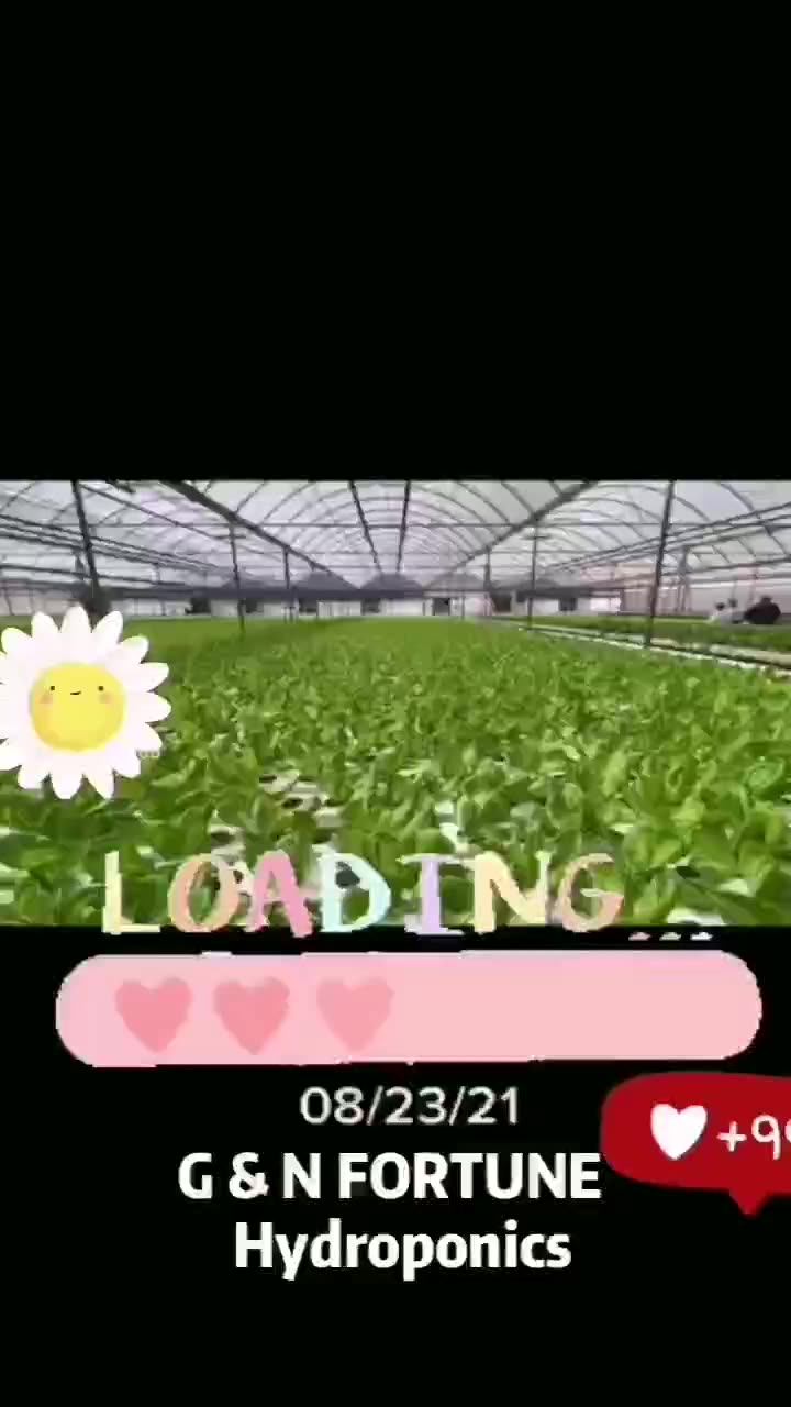 Nft Channel Hydroponics Growing For Plant Vegetables In Hydroponics ...