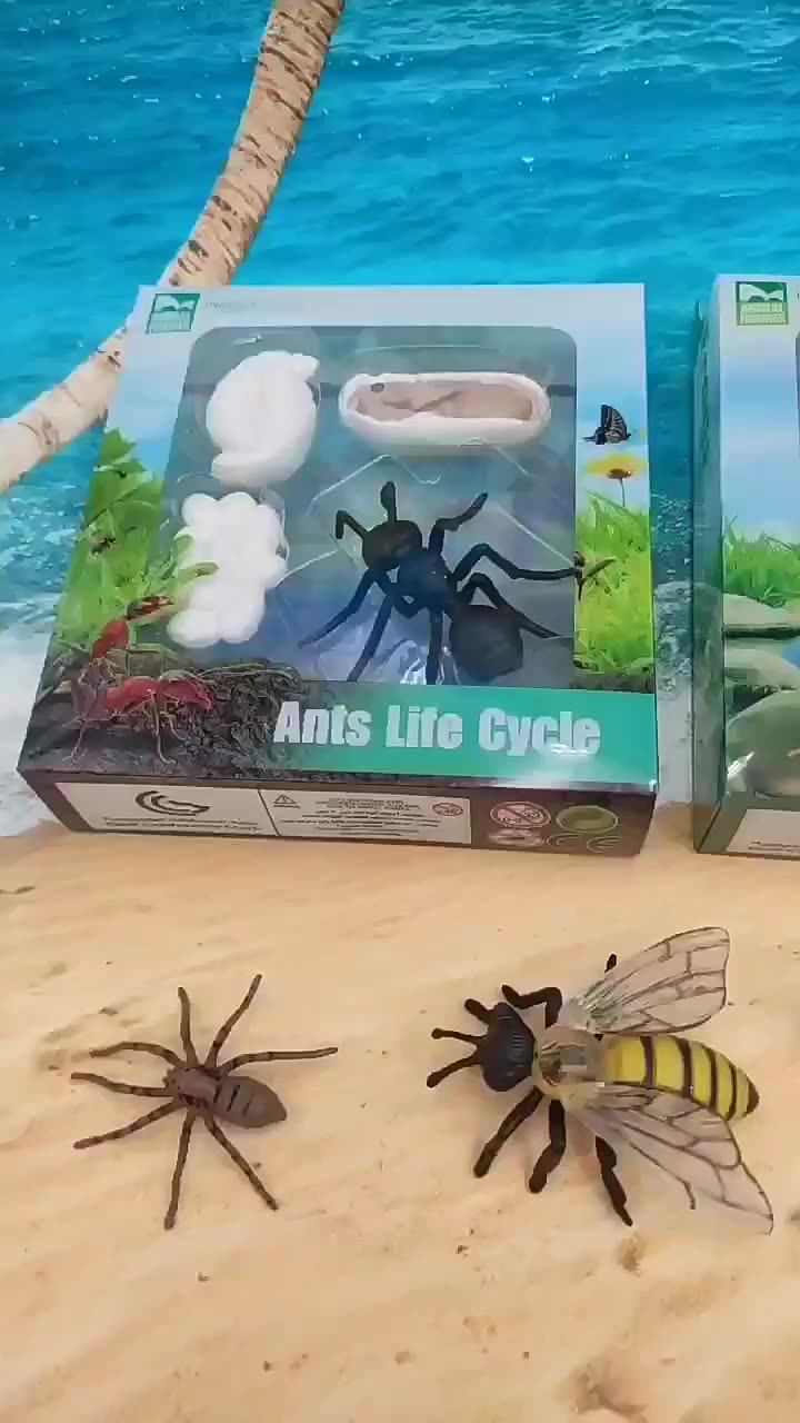 Educational Growth Cycle Insect Evolution Model Montessori Butterfly ...