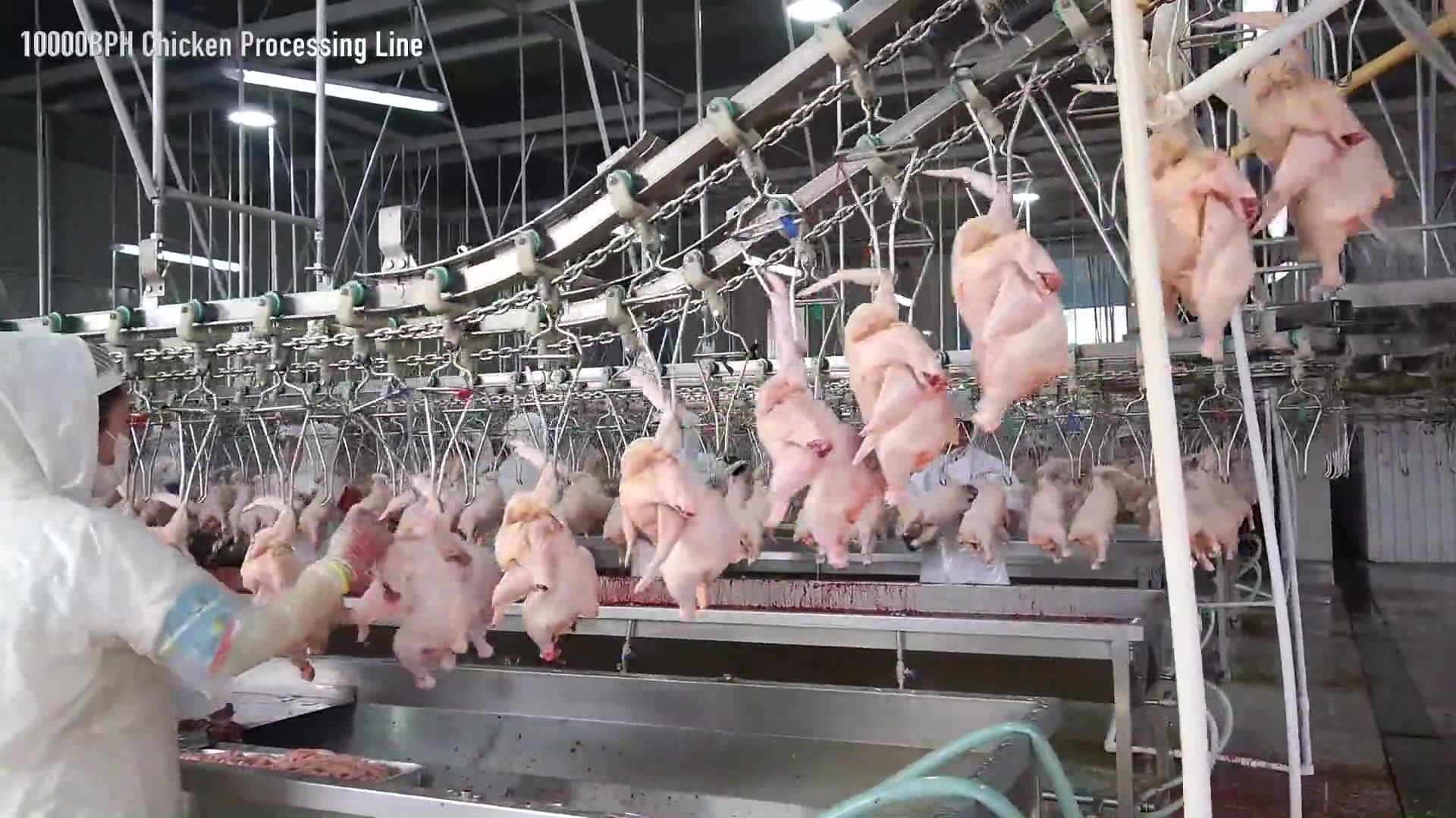 Automatic Slaughter Equipment Broiler Chicken Slaughter Machine/chicken ...