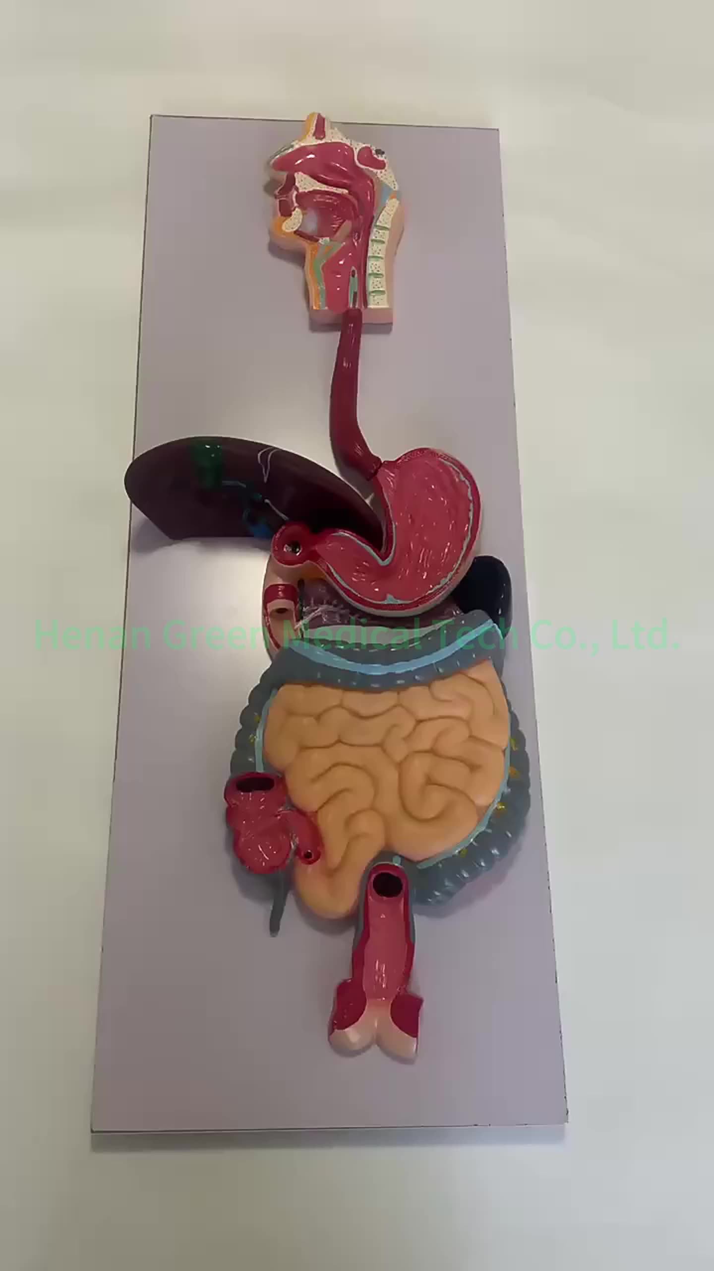 High Quality Colorful Human Digestive System Anatomical Model - Buy ...
