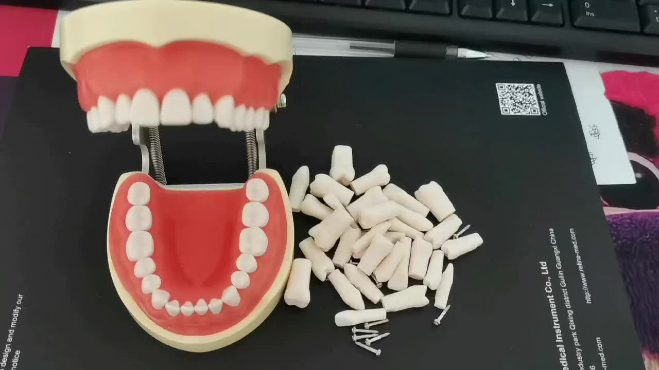 Dental Prosthetic Restoration Jaw Model (32 Teeth) Standard Flagship ...