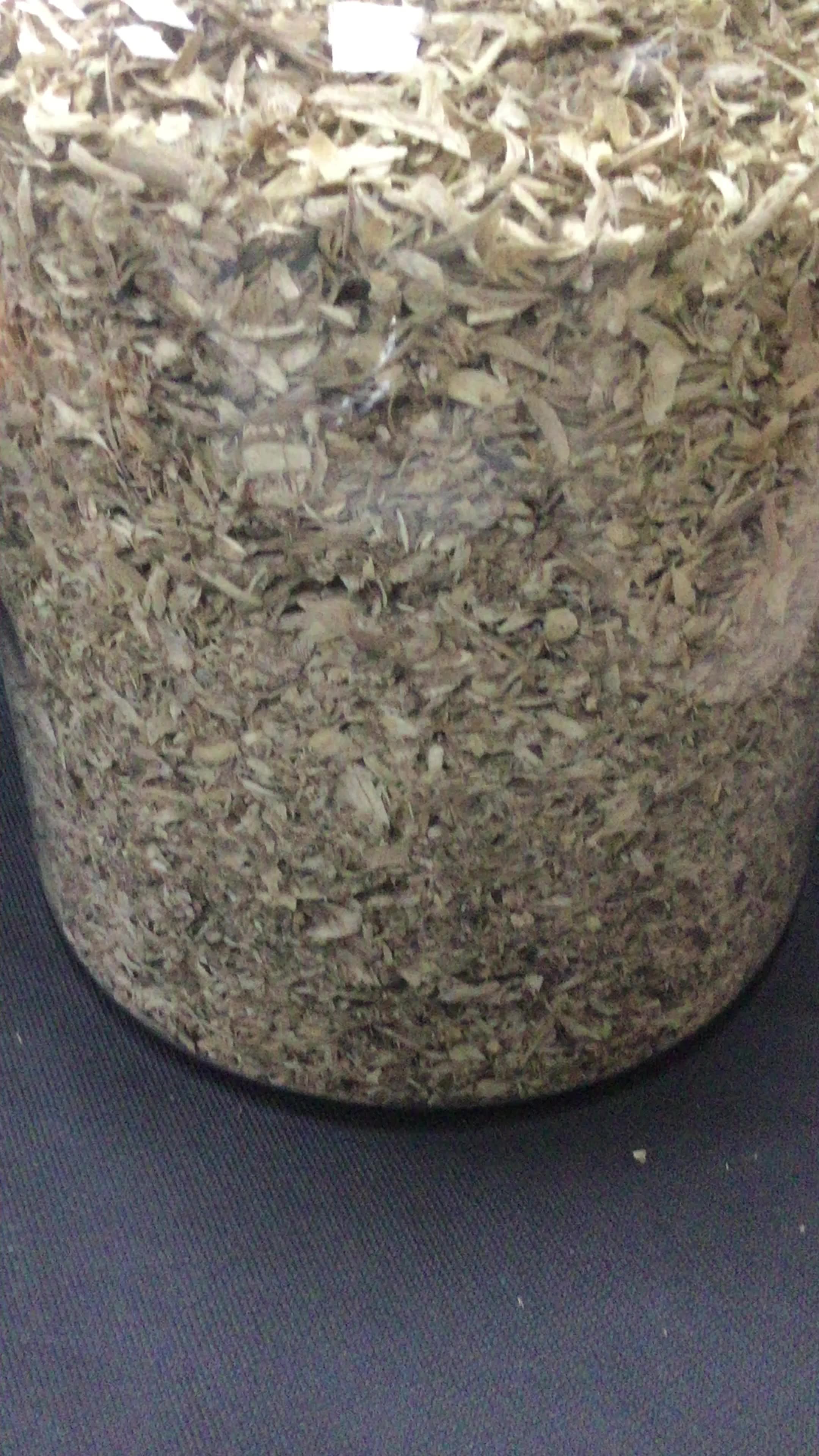 High Fat Agarwood Hook Coriander Plug Star Anise Seed Type Powdered ...