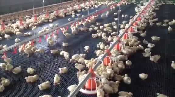 Modern Poultry Farm Chicken House Automatic Environment Control System ...