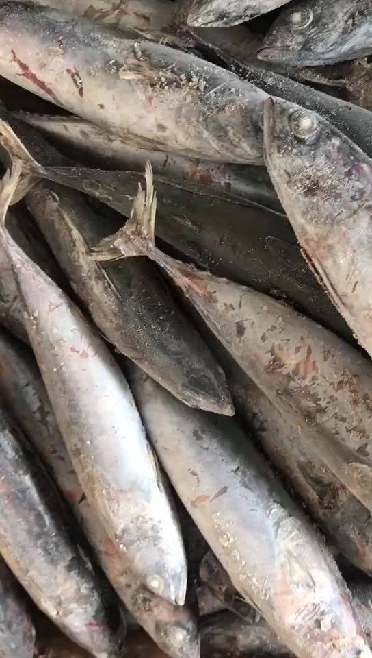 Frozen Bonito Fish With Best Freshness - Buy Frozen Bonito,Bonito Fish ...
