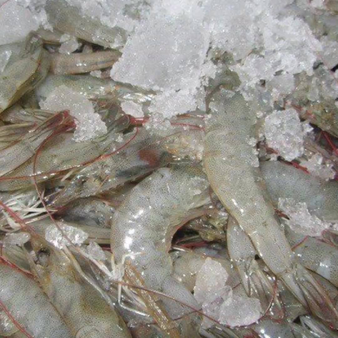Frozen Cooked Iqf Vannamei Shrimp - Buy Frozen Vannamei Shrimp/vannamei ...