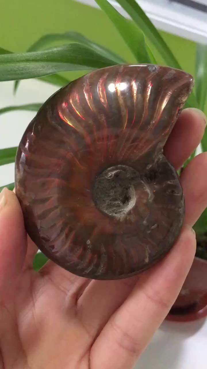 Wholesale Natural Ammonite Shell Folk Feng Shui Crfats Reiki Snail ...