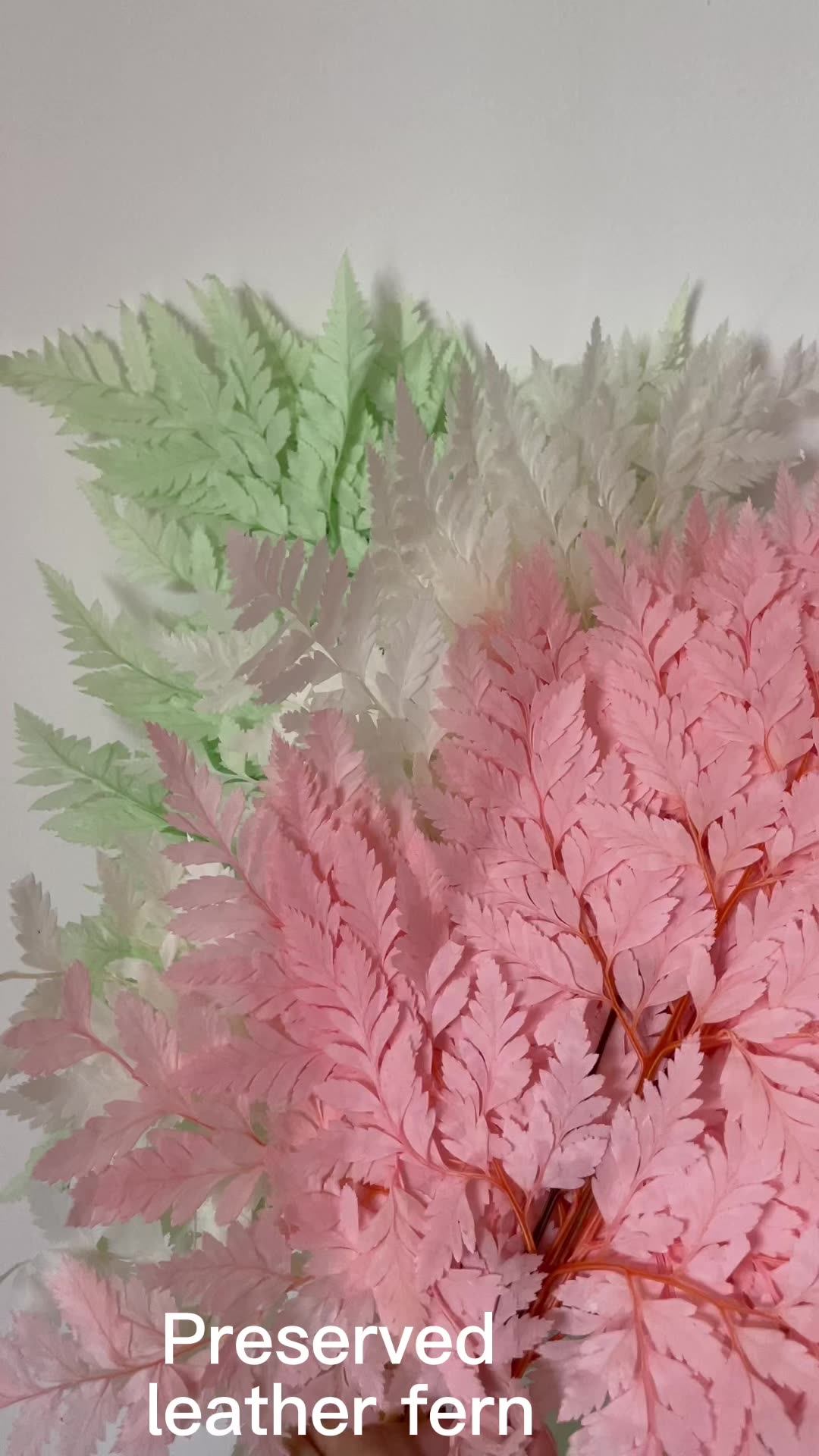 Fern Preserved Natural Real White Arachniodes Leather Leaf Fern Fresh ...