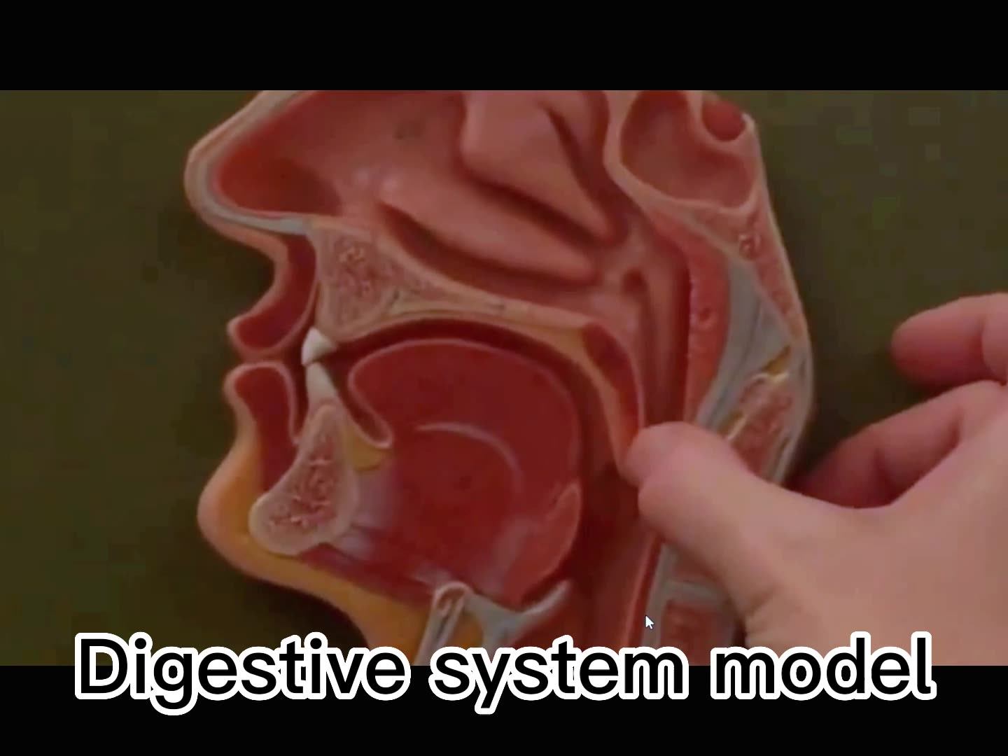 Medical Science Human Digestive System Model Digestive Tract Stomach ...