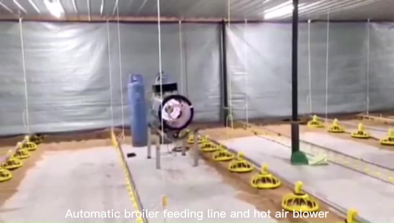 Automatic broiler feeding line and water line for poultry farm
