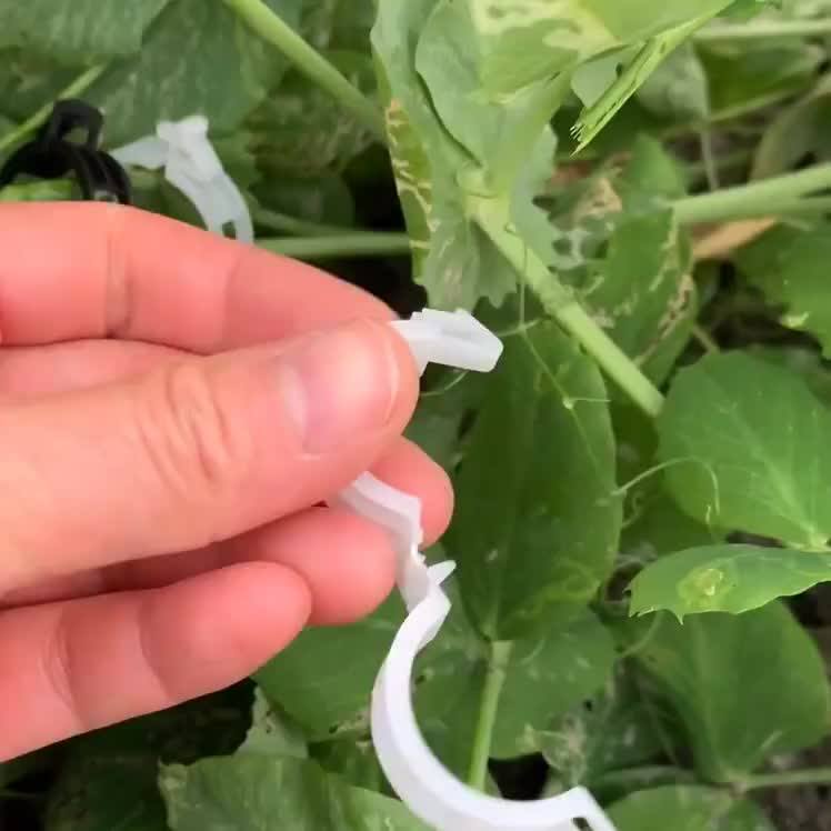 Free Sample Biodegradable Pla Tomato Plant Lock Clips For Fixed Tomato ...