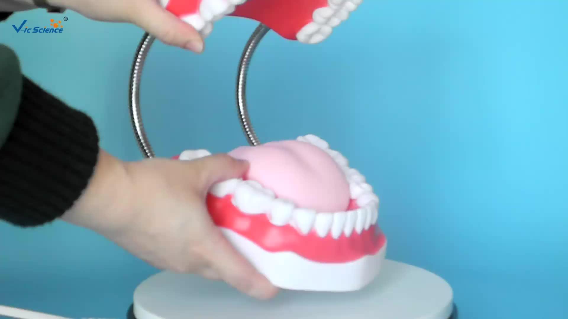 Plastic Dental Model Of Tooth Anatomical Model With A 32 Tooth Dental ...