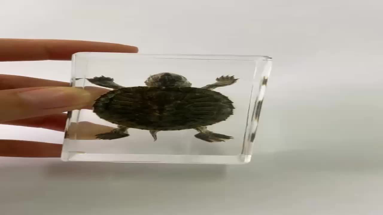 Turtle Specimen Animal Paperweight Taxidermy Collection Embedded In ...