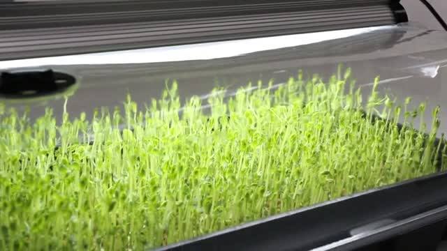 Hydroponic Float Trays Seed Sproute Indoor Home Garden Seed Bonsai ...