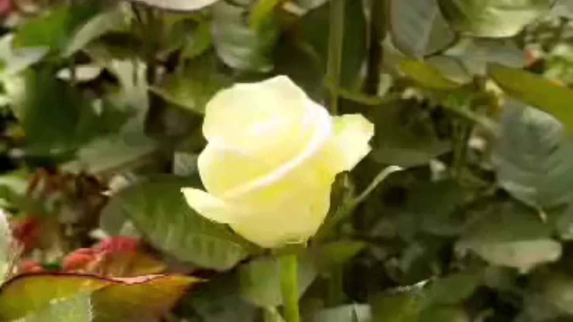 Premium Kenyan Fresh Cut Rose Purple Large Headed 62cm Stem Wholesale ...