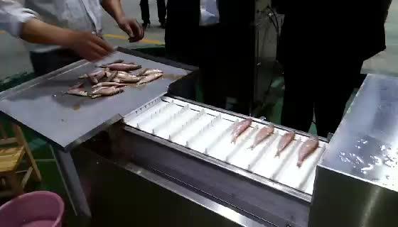Industrial Small Fish Deheading Processing Machine Fish Gutting Machine ...