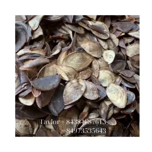 Hot Trend Polished Green Turbo Seashells Jade Turbo Snail Shell - Blue ...