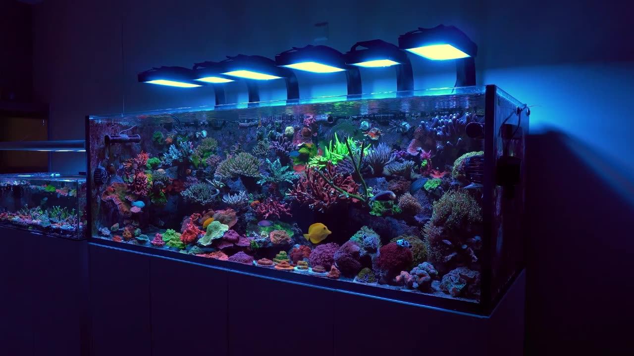 Custom Ultra Clear Glass Large Salt Water Aquarium Fish Tank Marine ...