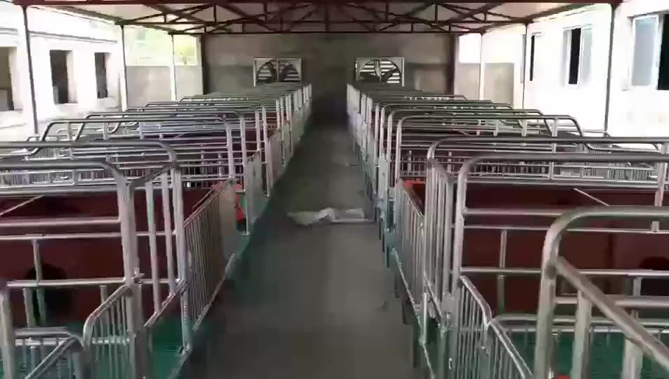 Pig Breeding System Sow Gestation Cages With Enclosures For Temperature ...