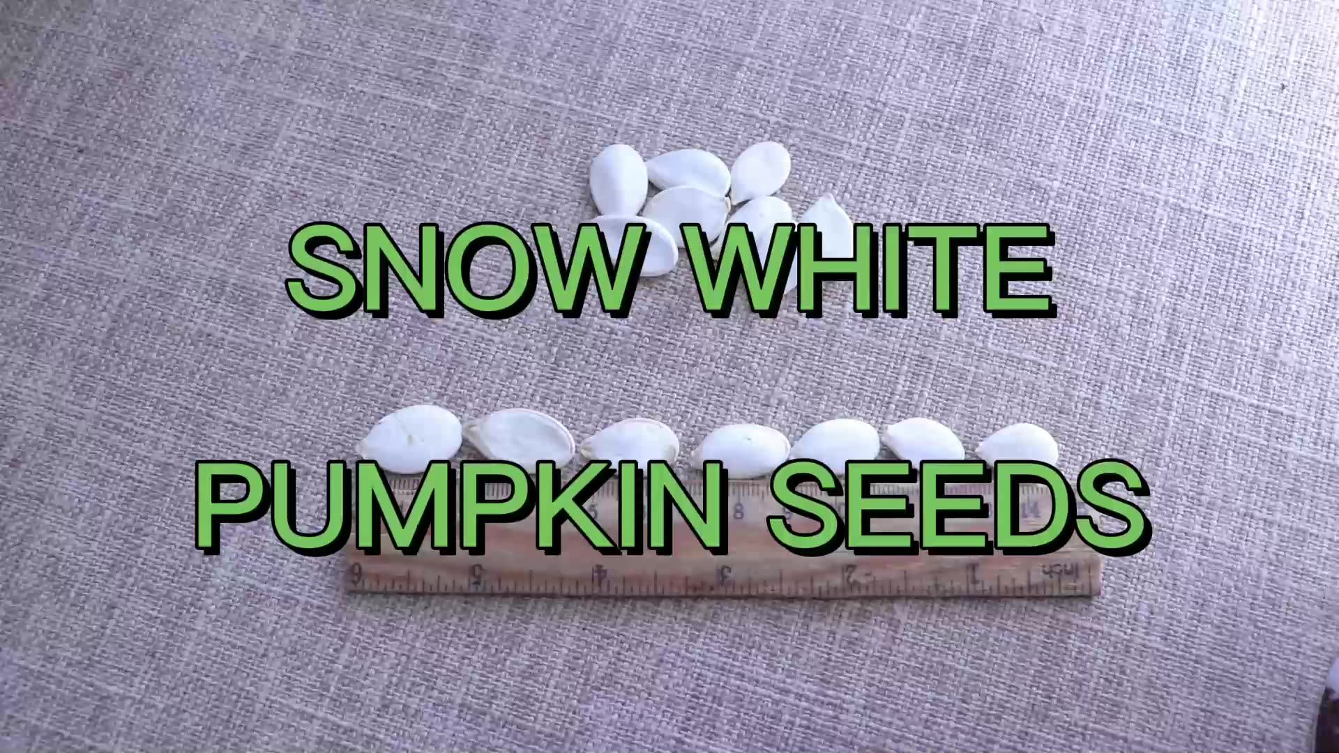 Snow White Pumpkin Seeds 11mm,12mm,13mm - Buy 11mm 12mm 13mm Pumpkin ...