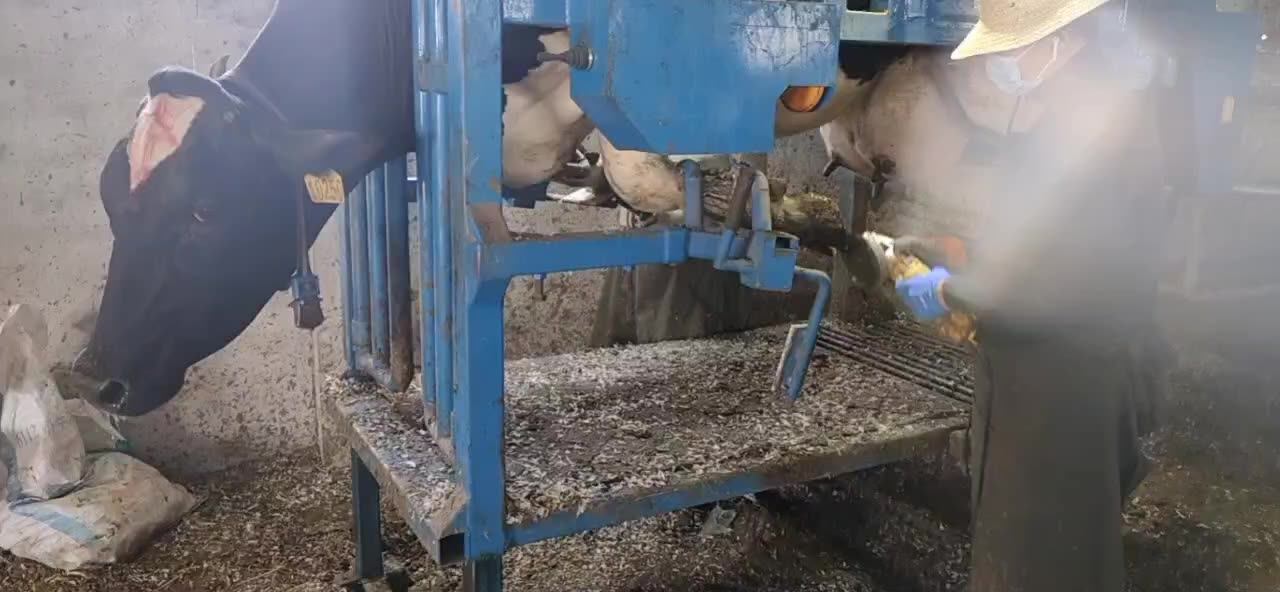 Livestock Cow Cattle Hoof Trimming Tools 6 Sharper Blades For Horn ...