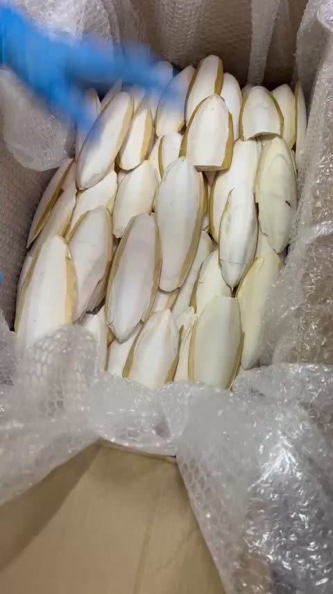 Wholesale Dry Cuttlebone Cuttlefish Bone For Pets Reptile Hermit Crab ...