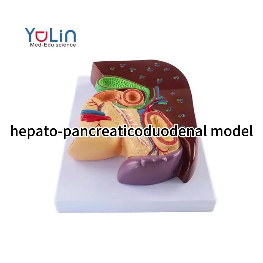 Human Pancreas Liver Duodenum Liver And Gallbladder Anatomical Model ...