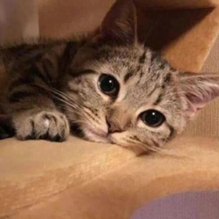 Customized Luxury Pet Cat Scratching Pad Scratch Post Simons Cat ...