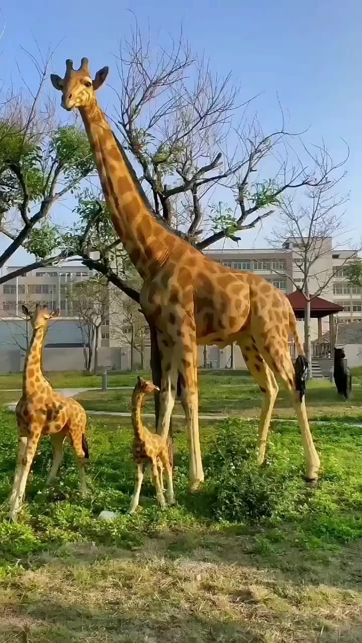 Outdoor Big Life Size Animal Statues Safari Animals Props Giraffe Party ...