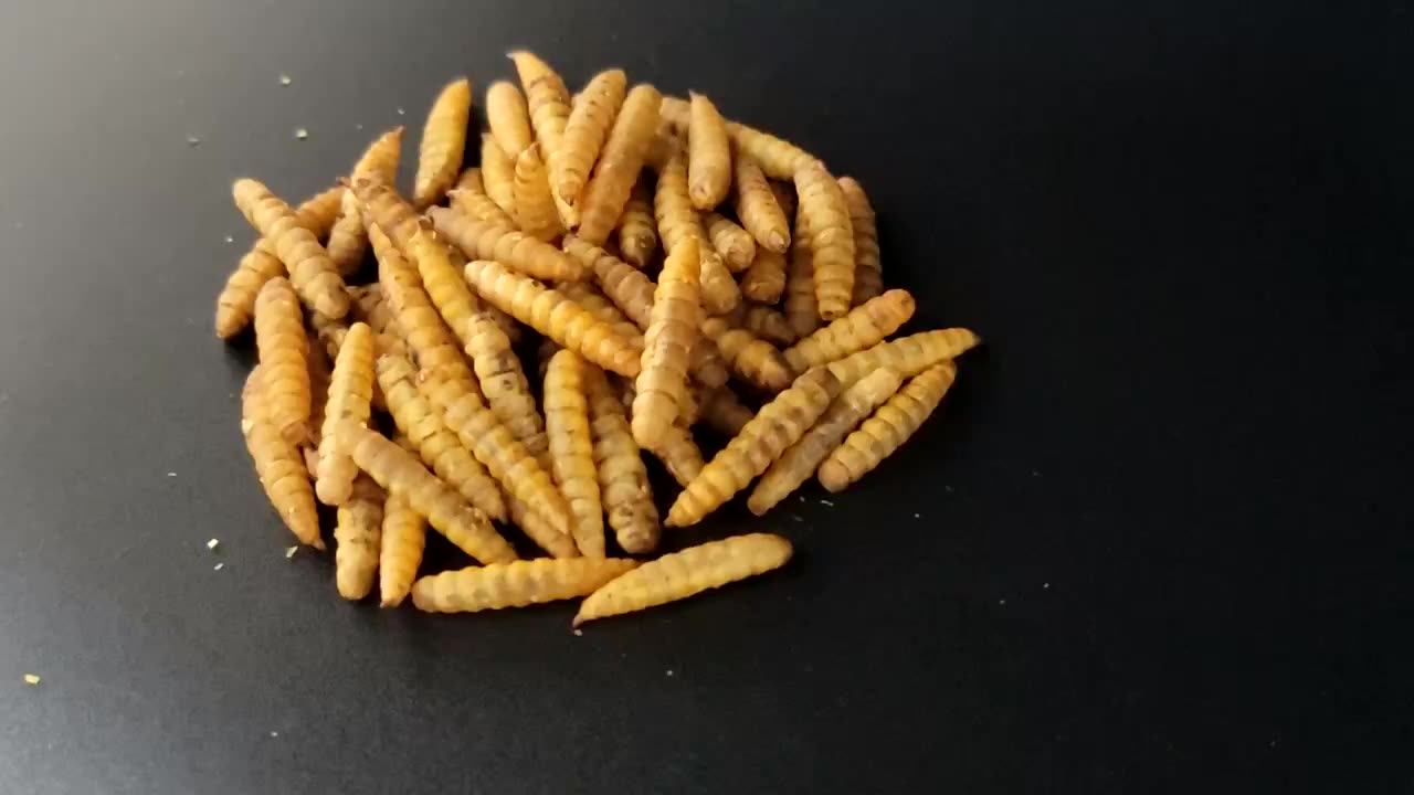 Wholesale Dried Black Soldier Flies Larva Maggots Insects High Protein ...