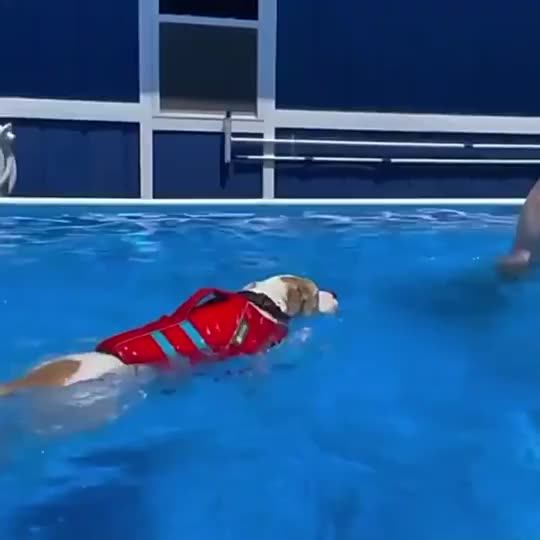 Dock Floating Exit Ramp Inflatable Dog Water Ramp Inflatable Pup Plank ...