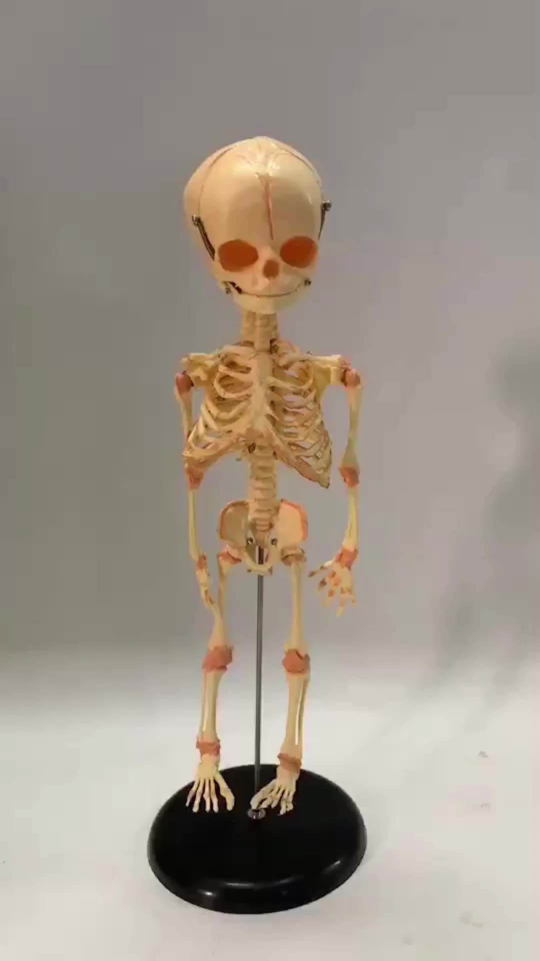 Baby Skull Model 38cm Skeleton Human Bone Human Body Teaching Medical ...