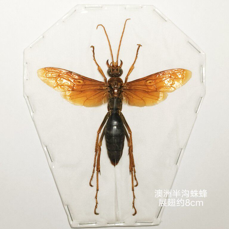 暗翅土蜂Scolia affinis：已展翅干制标本的秘密与魅力-甲虫-淘宝百科网
