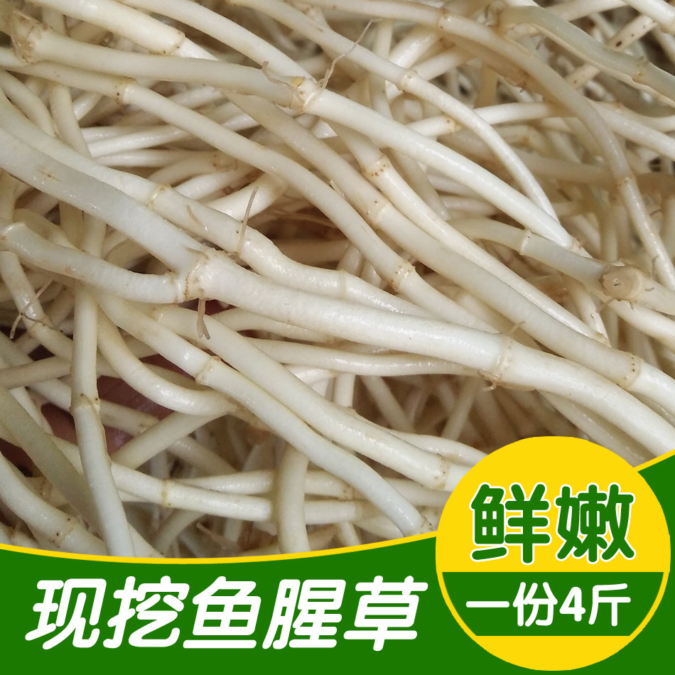 Houttuynia cordata is freshly dug the ear root, the root of the ear ...