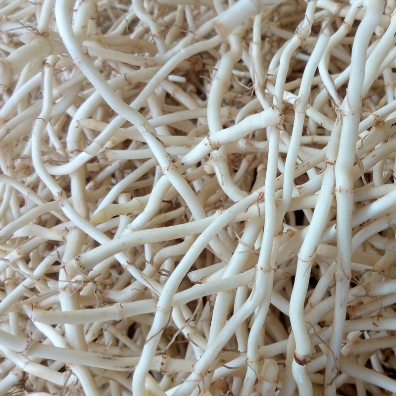 Houttuynia cordata is freshly dug the ear root, the root of the ear ...