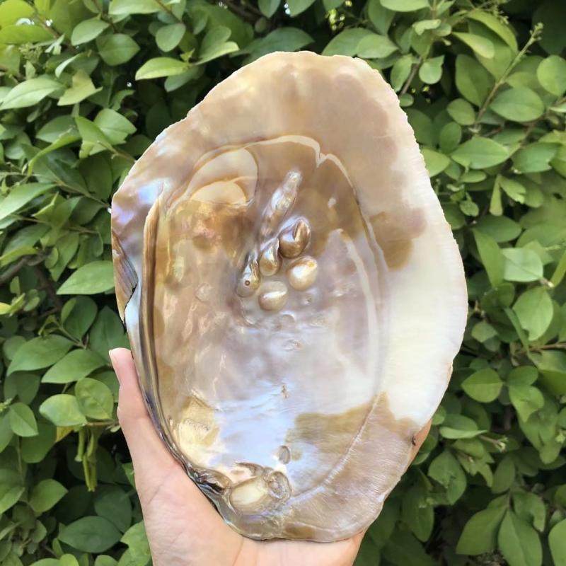 [USD 5.40] Natural conch shell pearl berry-Taobao - Wholesale from ...